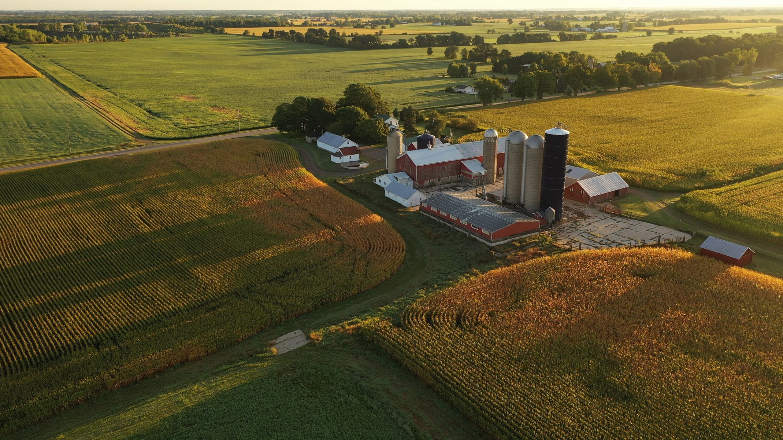 Aerial,View,Of,Farm,,Red,Barns,,Corn,Field,In,September. - Halderman ...