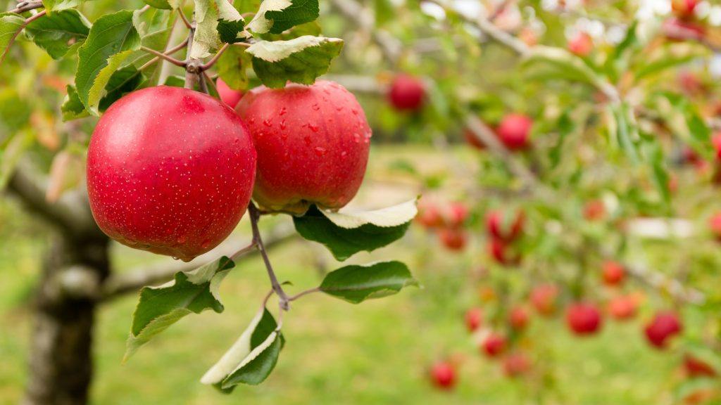 Apple,Trees,With,Ripe,Red,Apples,In,The,Garden.,Natural - Halderman ...