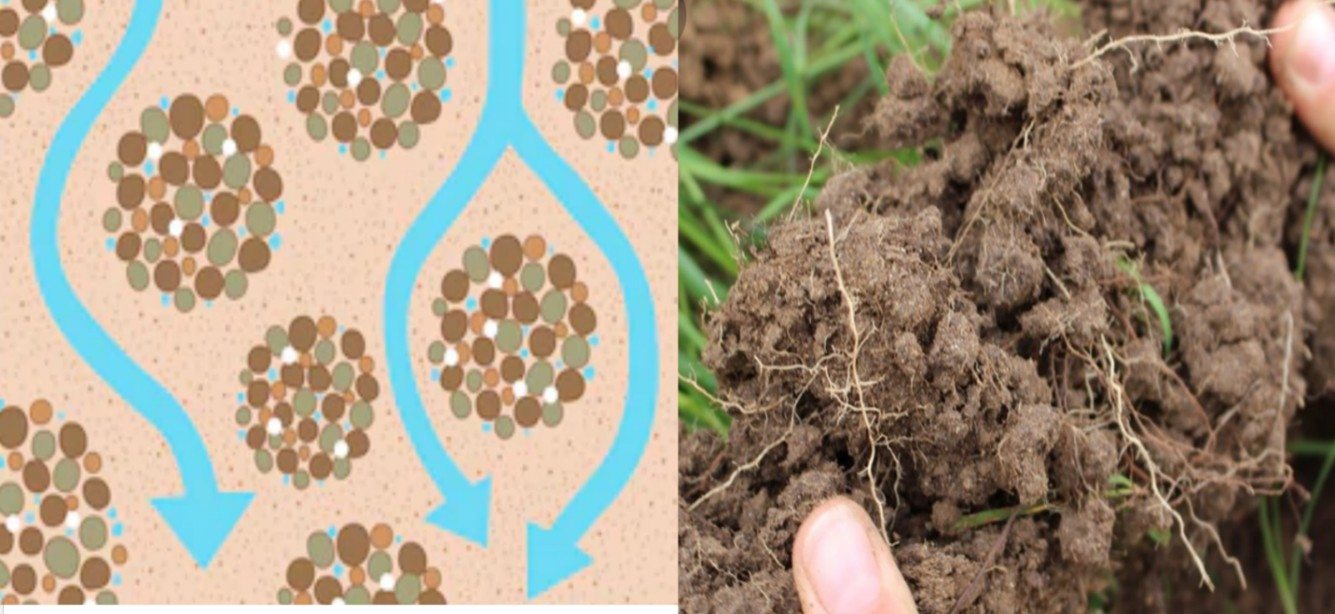 What Is Soil Fertility? Understanding Soil Structure, Aggregation, and ...